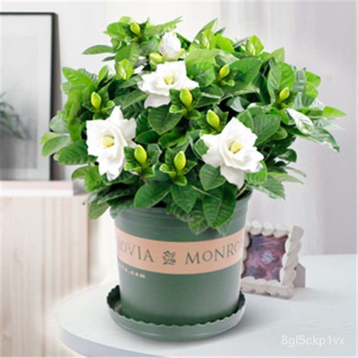 10 Seeds Gardenia Potted Indoor Fragrance Seed Pellet Flower Species ...