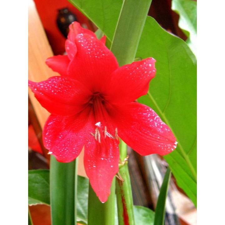Red Lilly Flower Bulbs 1 Fresh Bulb | Daraz.pk