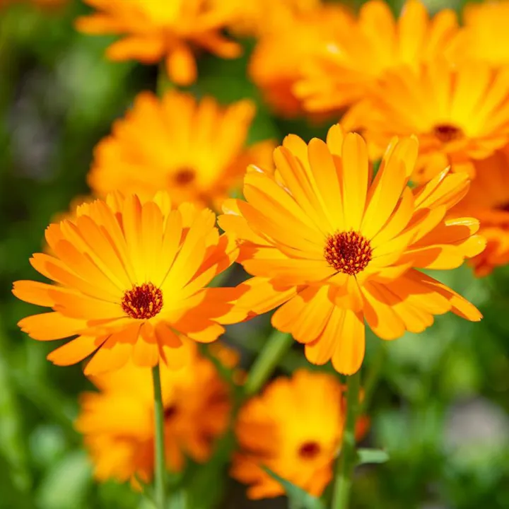 CALENDULA DWARF Winter Flower SEEDS | Daraz.pk