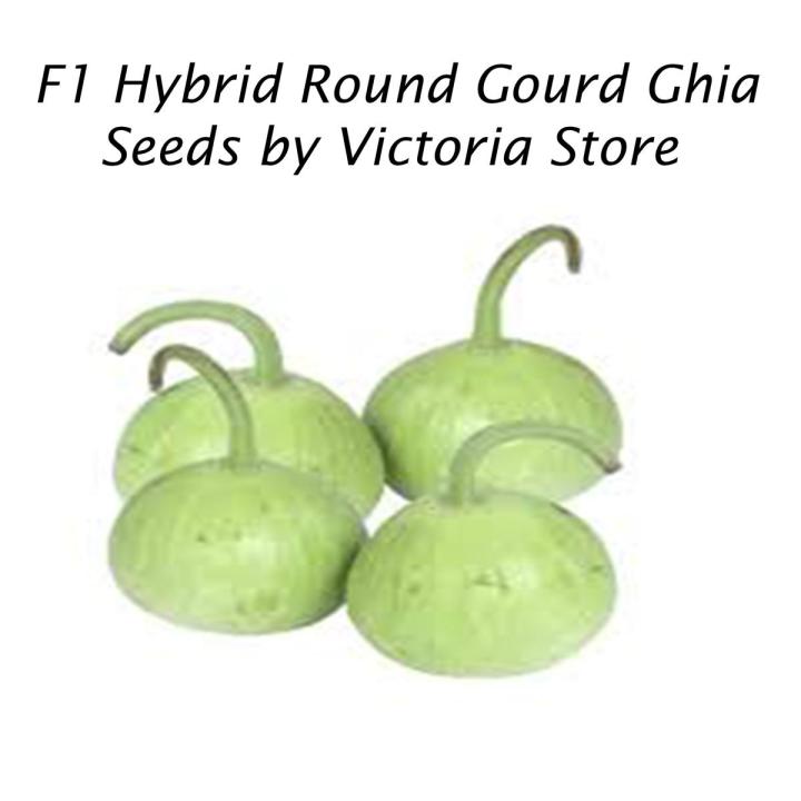 F 1 Hybrid Round Bottle Gourd Ghia Seeds for Kitchen Gardening - Grow ...