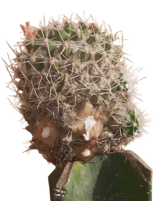 Grafted Frailea Pygmaea Cactus With Root Stock | Daraz.pk