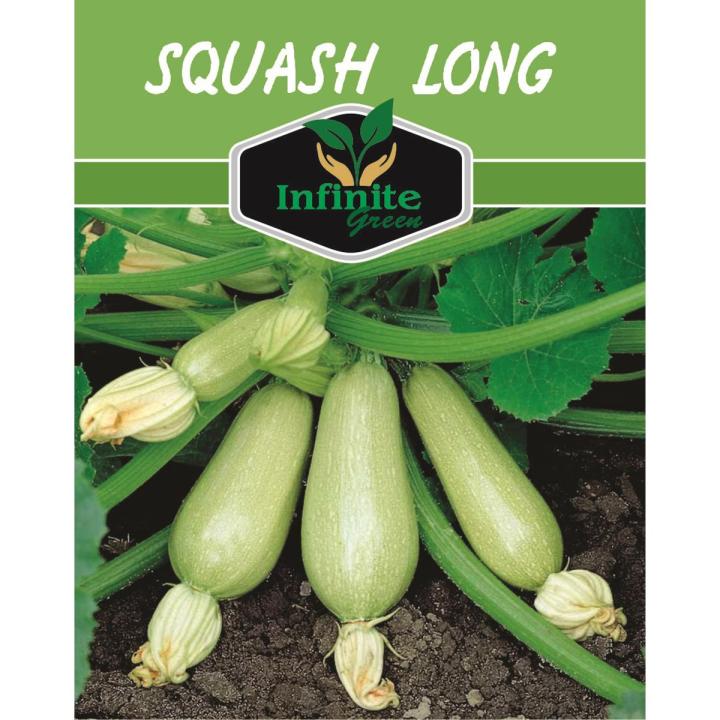 Squash Long F1 Hybrid 12 Seeds | Daraz.pk