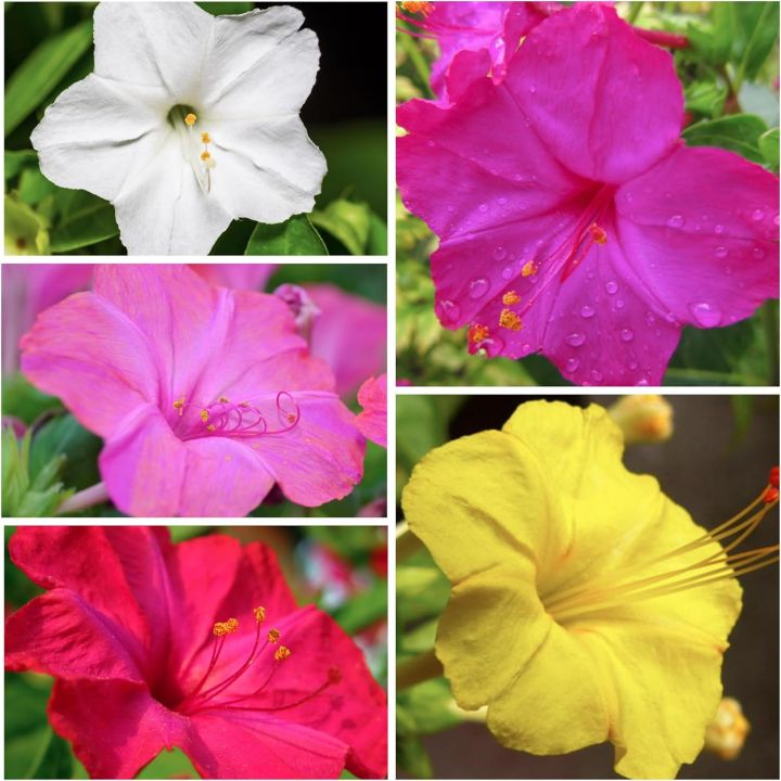 Mirabilis Jalapa, 4 O’clock, Marvel of Peru 10 Seeds of 6 Mix Color ...