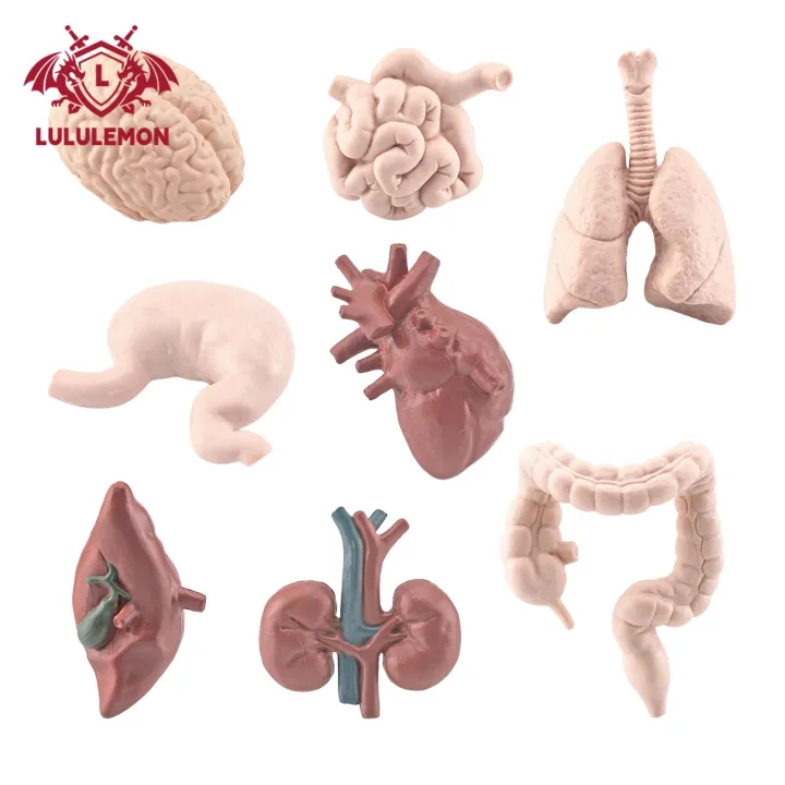 Lululemon Human Heart Model Solid Model Heart Model Human Anatomy Toy ...