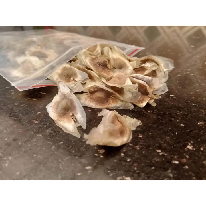 Pack of 40+ Moringa/Sohanjna Tree Seed 100% Germination (oleifera ...