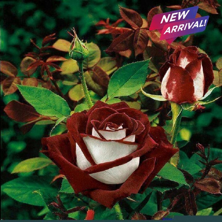 Dark Chocolate Rose Flower Seeds | Daraz.pk