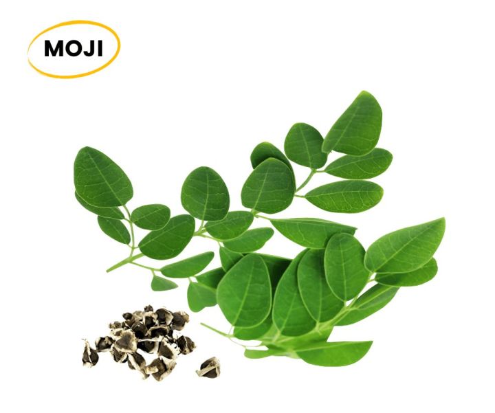 Moringa (Sohanjna) – 20 Seeds | High Germination Drumstick Tree Seeds ...