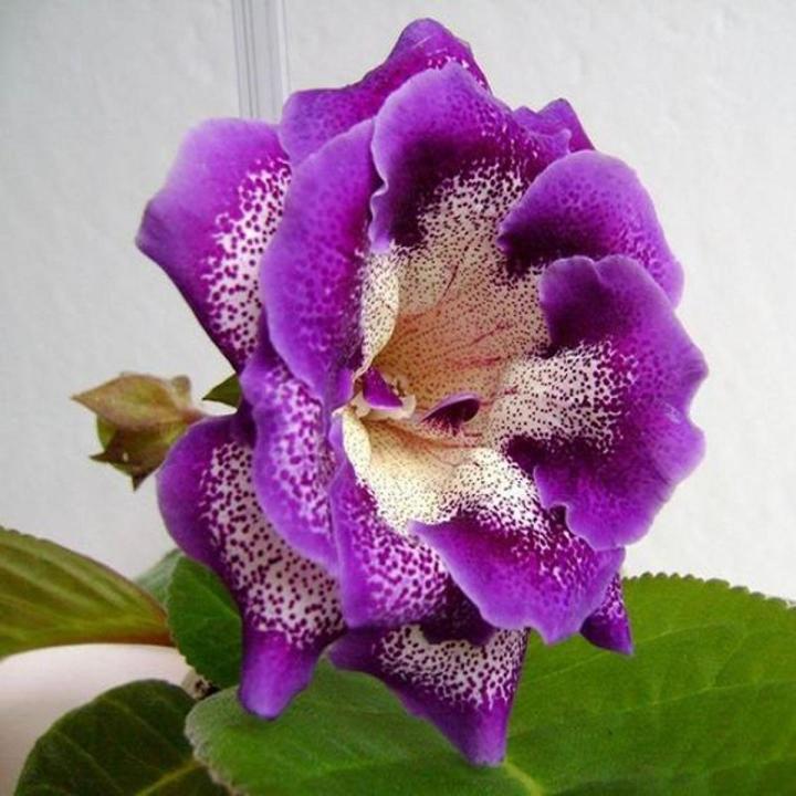 Gloxinia Tiger Blue Flower Seeds | Daraz.pk