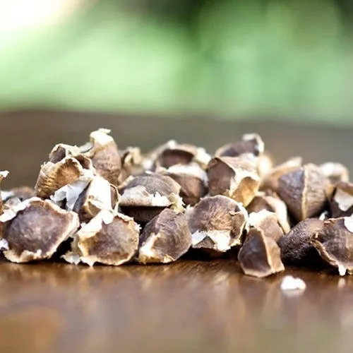 Pack of 20 Moringa Oleifera Seeds For Eating and Planting ( Sohanjna ...