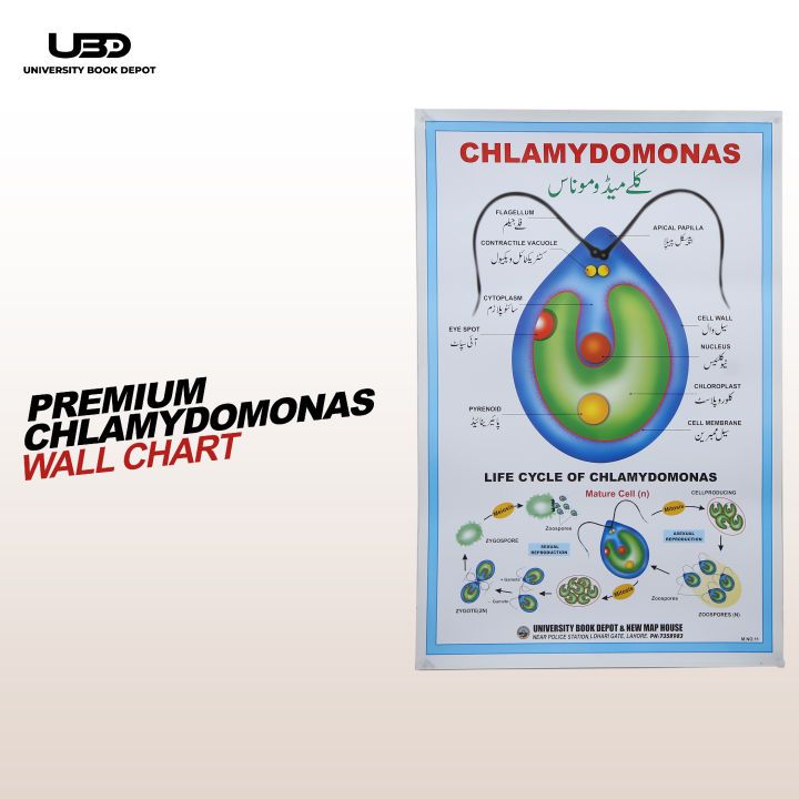Chlamydomonas Wall Poster | Chlamydomonas Unicellular Green Algae ...