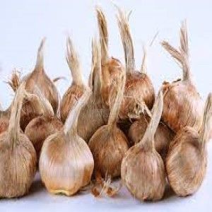 Zafran(Saffron) Bulbs. Best Quality. 200 Bulbs Pack | Daraz.pk