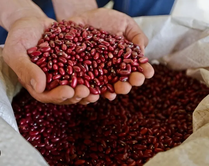 Premium Quality Red Lobia / Laal Lobia (Kidney Beans) 250g, 500g & 1Kg ...