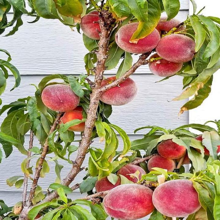 Peach Fruit Tree Seeds | Daraz.pk