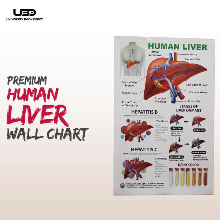 Human Liver Wall Chart | Wall Poster for Science Labs and Healthcare ...