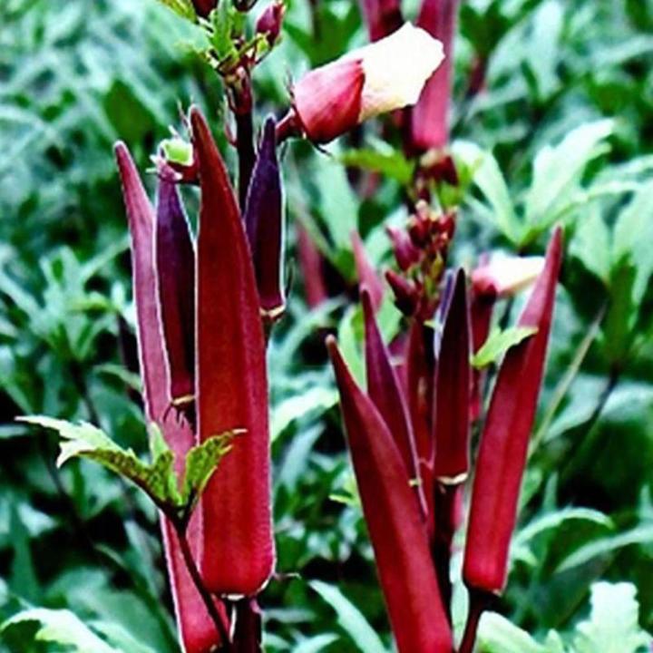 Red okra summer vegetable 15 seeds | Daraz.pk
