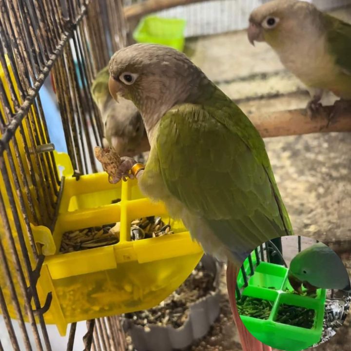 Auto Seed Feeder for Birds (Pack Of 4) – Slider Seed Container for Easy ...