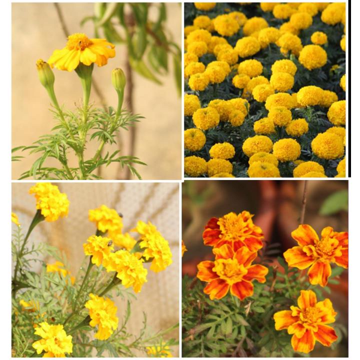 marigold flower seeds, different types of marigold flower seeds in one ...