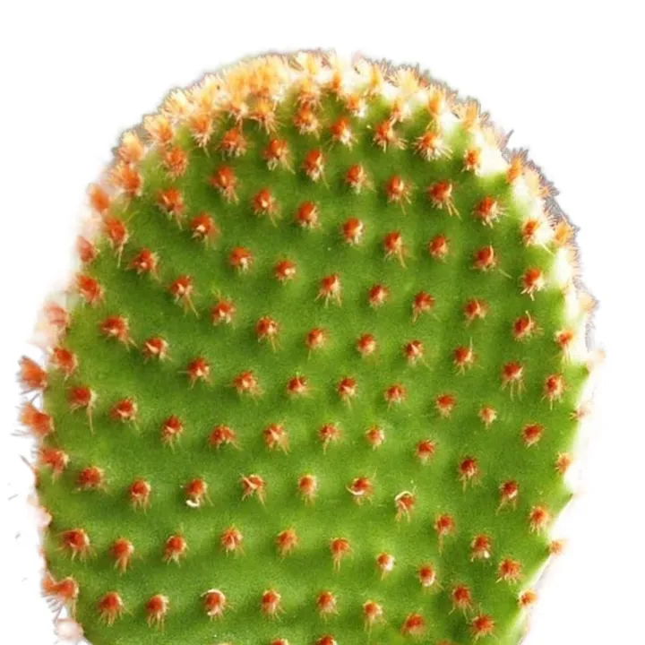 3 Cuttings Bunny Ear Cactus Rare Red Spikes Opuntia Cacti | Daraz.pk