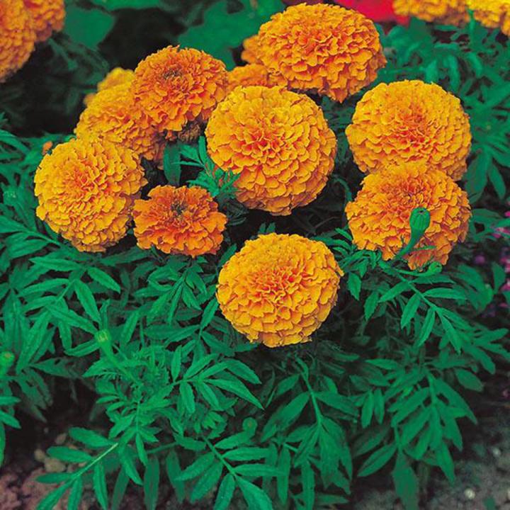Marigold Hybrid Inca F1 Orange Winter Flower Seeds | Daraz.pk