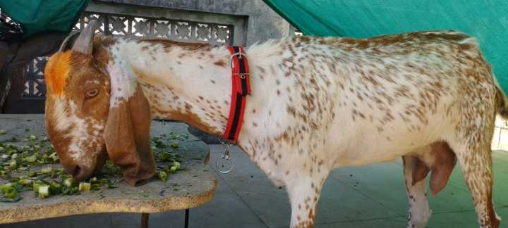 Goat Collar, Goat neck grip, Goat and Sheep Neck Collar Sheep Collar ...