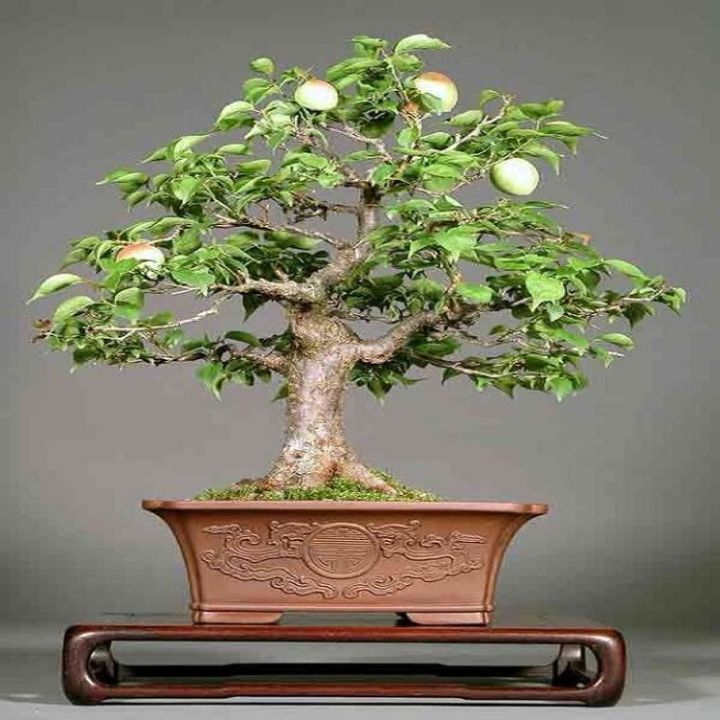 Apricot Bonsai Fruite Tree Seeds | Daraz.pk