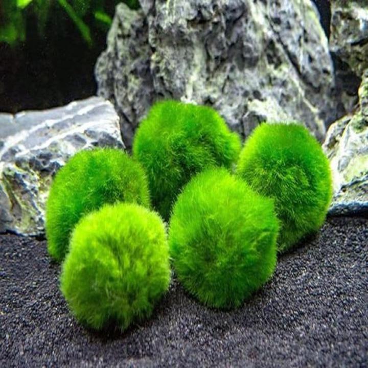 Marimo Ball Aquarium Plant Seeds | Daraz.pk