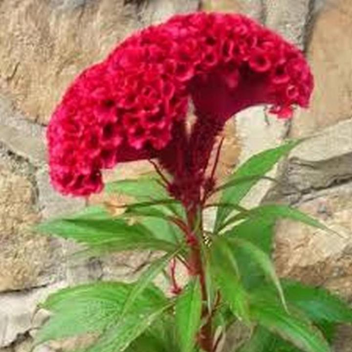 Cockscomb flower seeds kalgha RED | Daraz.pk
