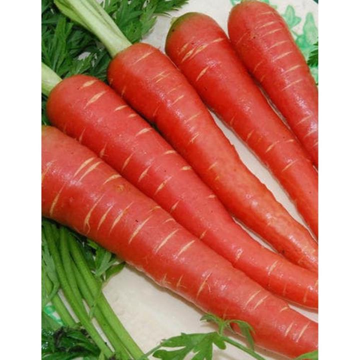 200 Seeds+Carrot Gajar Fresh and pure Seeds High Germination Rate ...