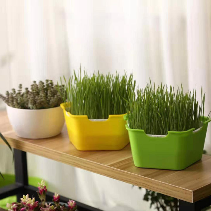 1Pc Bean Sprouts Growing Tray Seed Seedling Starter Dish Greenhouse ...