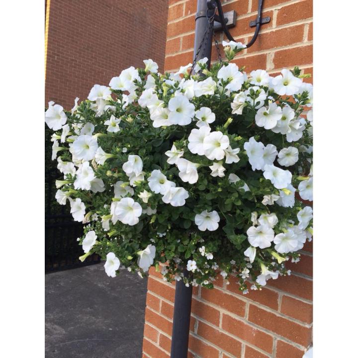25+ F1 Hybrid Petunia Hanging White Flower Seeds – winter Flowers Seeds ...
