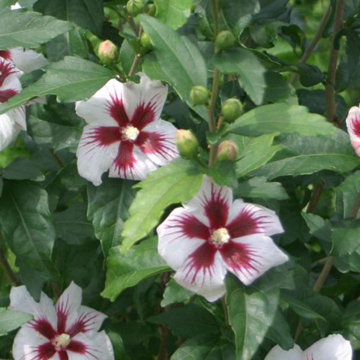 Lil Kim Hibiscus Flower Plant Seeds | Daraz.pk