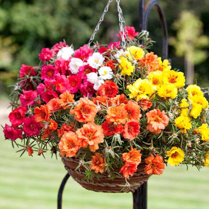 Portulaca Mix Flower Seeds | Daraz.pk