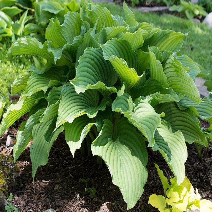 Komodo Dragon Hosta Plant Seeds | Daraz.pk