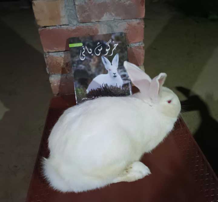 Khargosh Bani Rabbit Farming Book خرگوش بانی کتاب خرگوش فارمنگ | Daraz.pk