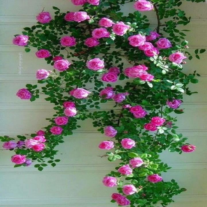 Pink Climbing Rose Seeds | Daraz.pk