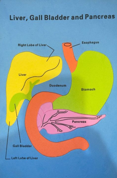Human Liver, Gall Bladder & Pancreas Fomic Chart Model | Teaching Fomic ...