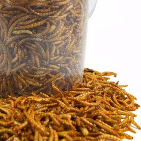 Dry worm Pack of 3 | 25g | pure organic for bird | finches | hens and ...