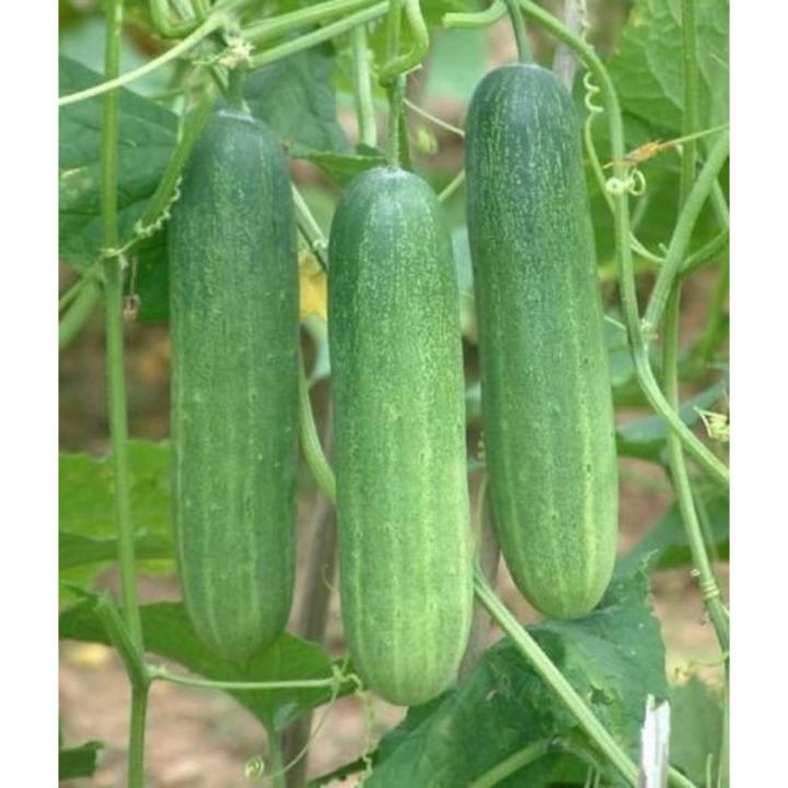 Cucumber Desi Summer Vegetable seeds | Daraz.pk