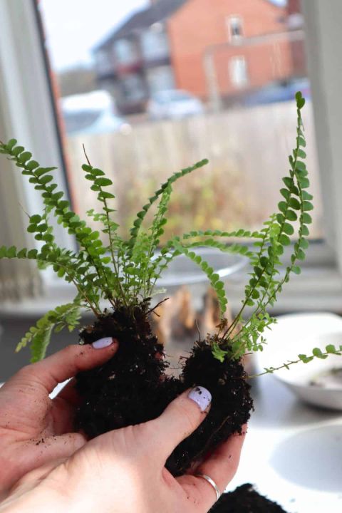 boston fern Terrarium plant | Daraz.pk