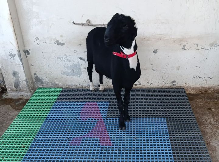 Plastic Floor Grating (Pack of 20) for goats sheeps and animals ...