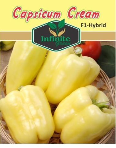 Capsicum Cream F1 Hybrid 10 Seeds Bell Pepper seeds for Kitchen ...