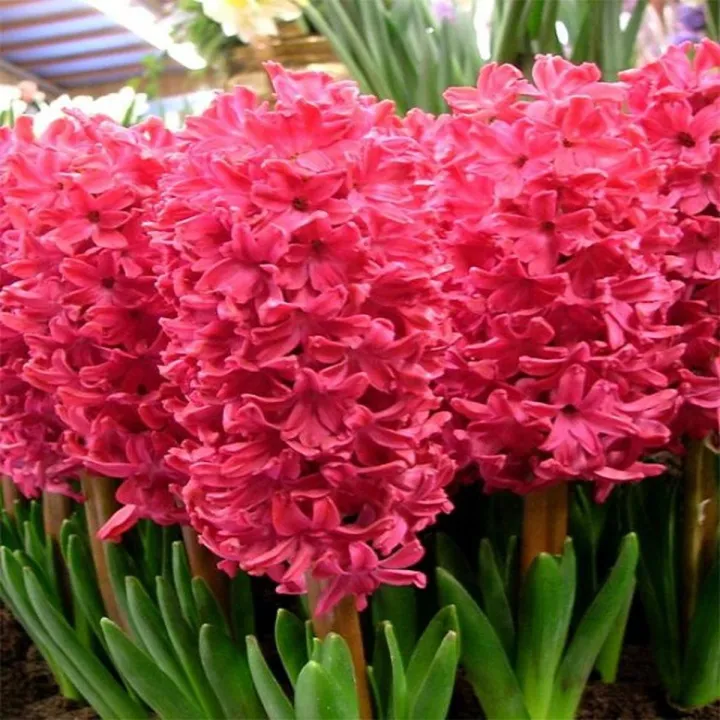 Hyacinthus Pink Flower Seeds | Daraz.pk