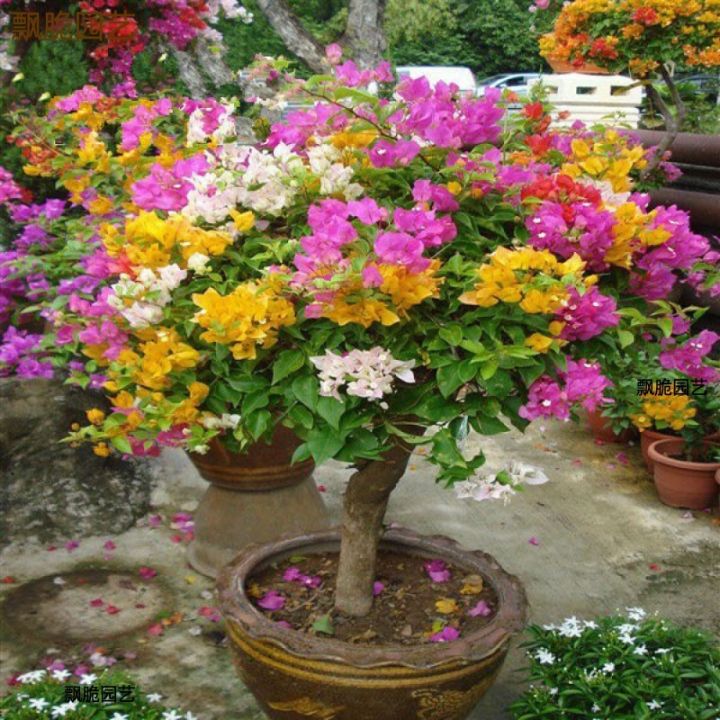 100 Seeds Mixed Dwarf Bougainvillea Seeds Bonsai Seeds For Planting