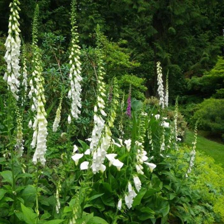 Foxglove Seeds - Alba 40gm | Daraz.pk