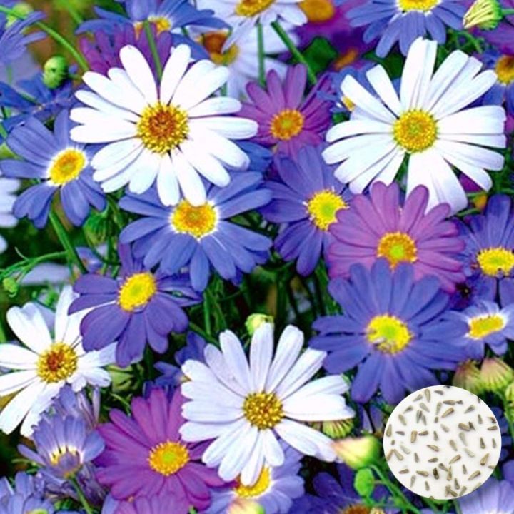 Seeds - Brachycome Swan River Mix Seeds - Home Kitchen Gardening Flower ...