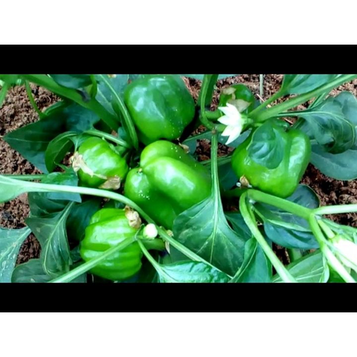 Capsicum Vegetable Seeds (Pack of 50 Seeds) | Daraz.pk