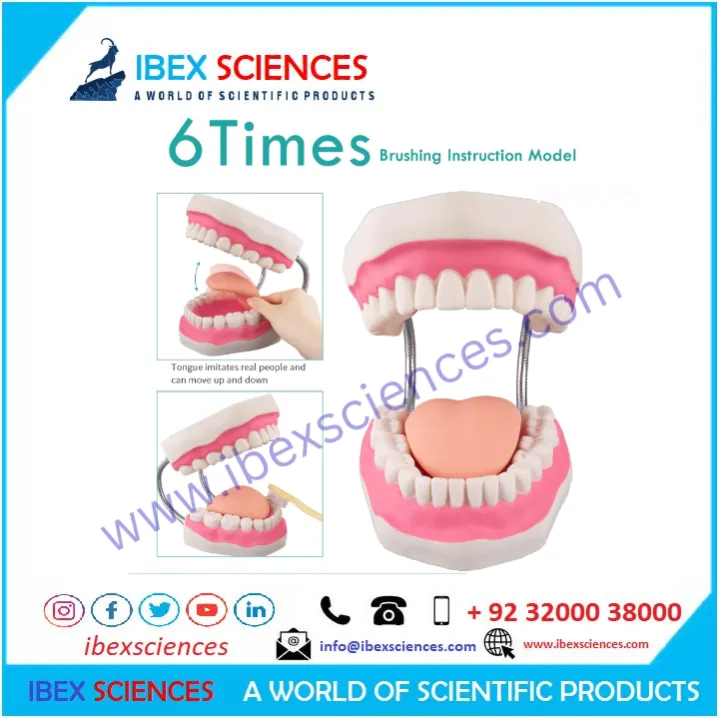 IBEX SCIENCES Mouth Model for Speech Therapy - 6 Times Dental Hygiene ...