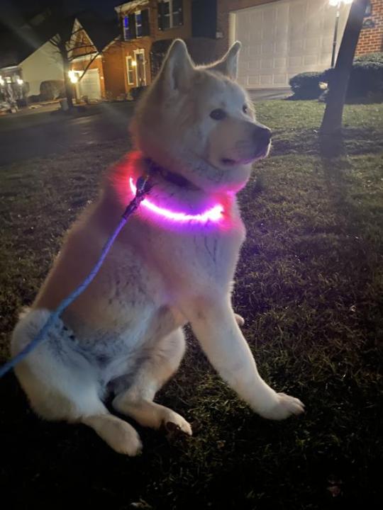 Led Dog Collar, USB Rechargeable Flash Dog Necklace Light, Pet Safety ...