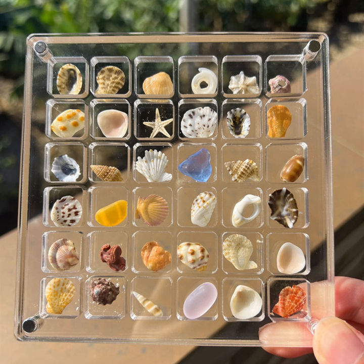 Seashell Display Box Transparent Acrylic Display Case Display Cabinet ...