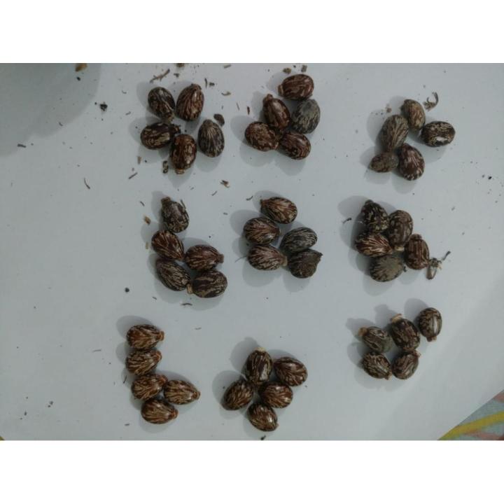 45 Castor oil seeds 100percent germinate for grow caster plant Eranda ...